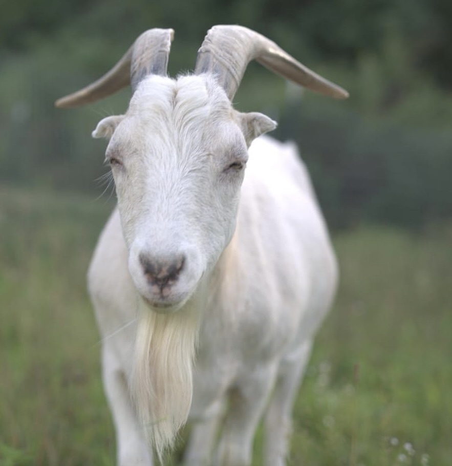 Meet Iggy the Goat: From Escape Artist to Sanctuary Star ...