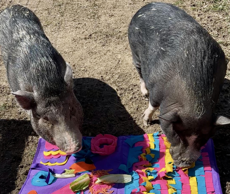 A Farewell From Spring Farm Sanctuary and the Future of Their Residents ...